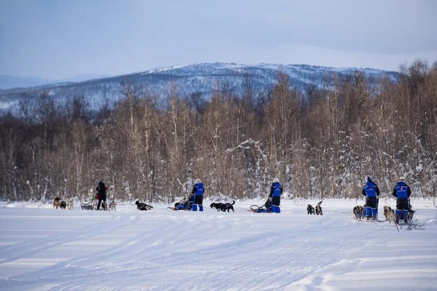 Tromsø: Dog Sledding Adventure at Camp Aspemo - The Itinerary in Detail