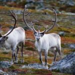 Tromso: Fjord Arctic Adventure Expedition - In-Depth Look at the Itinerary