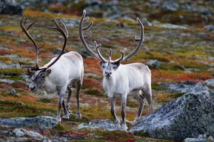 Tromso: Fjord Arctic Adventure Expedition - In-Depth Look at the Itinerary