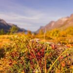 Tromsø: Lyngen Alps Sightseeing Tour with Lunch - Exploring the Lyngen Alps: What You Can Expect