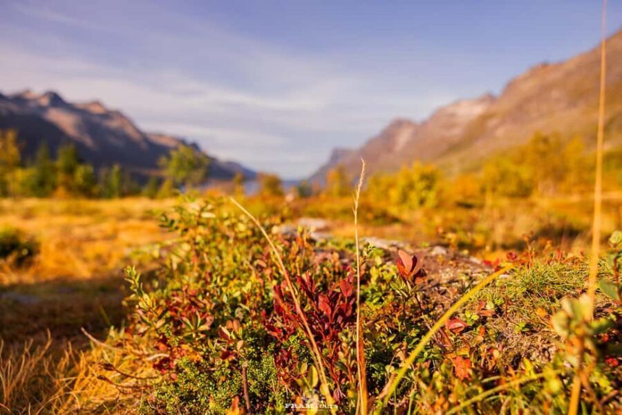 Tromsø: Lyngen Alps Sightseeing Tour with Lunch - Exploring the Lyngen Alps: What You Can Expect