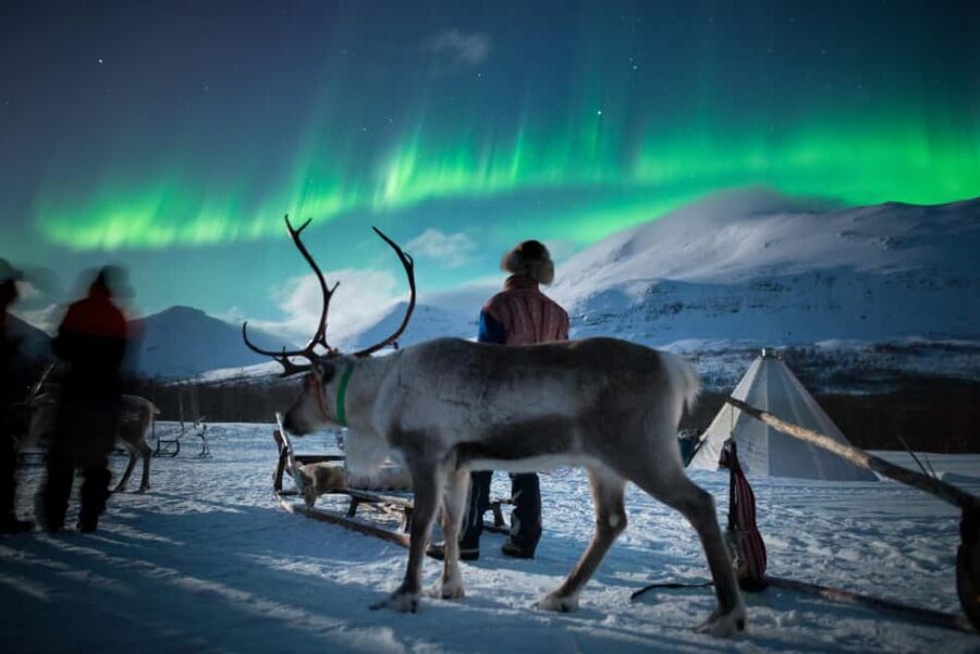 Tromsø: Sami Culture, Northern Lights and Reindeer Feeding - The Value of the Tour
