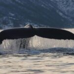 Tromsø: Skjervøy Pilothouse Boat Whale Watching Tour - Who This Tour Suits Best