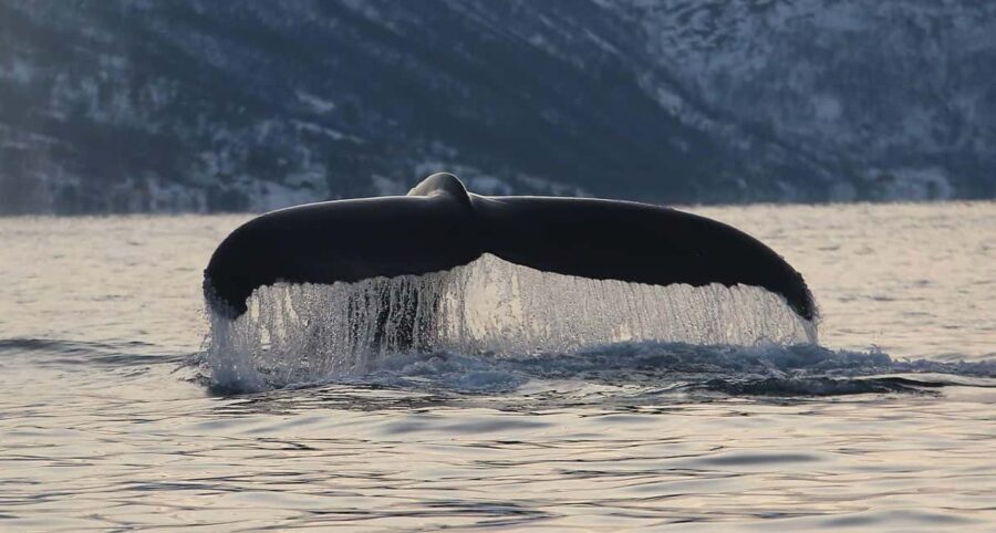 Tromsø: Skjervøy Pilothouse Boat Whale Watching Tour - Who This Tour Suits Best