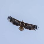 Tromsø: Whale watching on a traditional sail boat - Final thoughts