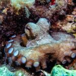 Try Scuba Diving in Cala d'Or  No Experience Needed - The Itinerary: Step-by-Step