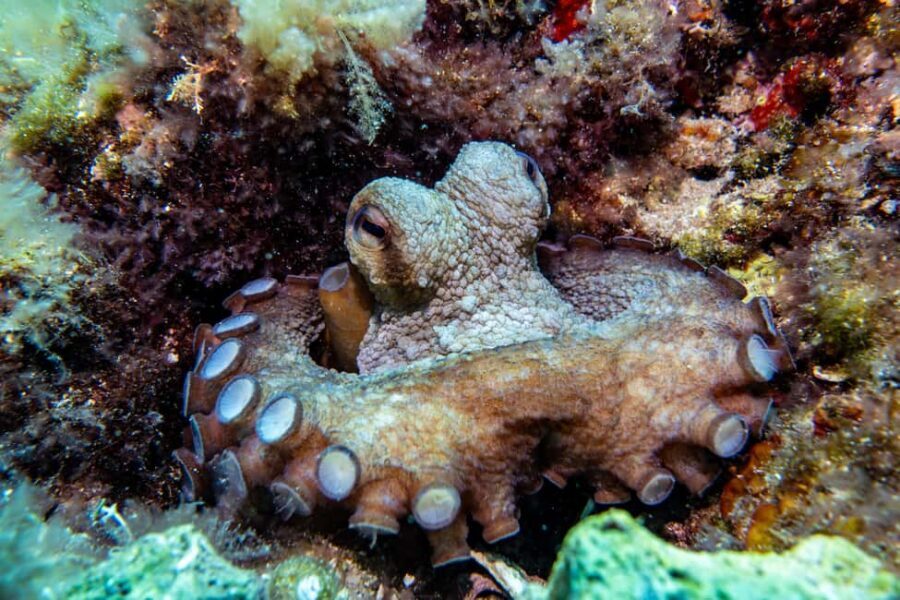 Try Scuba Diving in Cala d'Or  No Experience Needed - The Itinerary: Step-by-Step