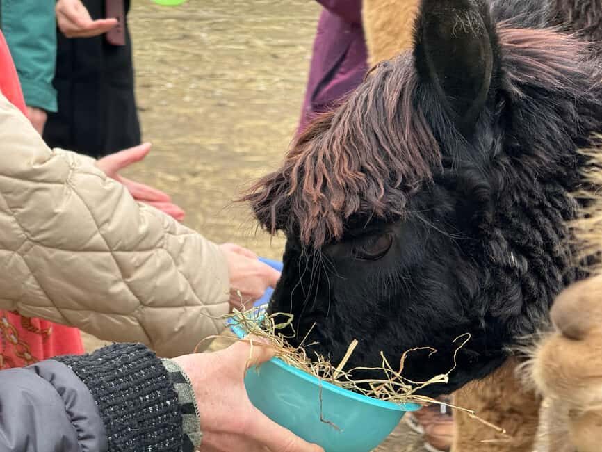 Turin: meeting with alpacas on an educational farm with an expert tour guide - Who Will Love This Experience?