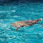 TURTLE BOAT TOUR - Real Experiences from Travelers