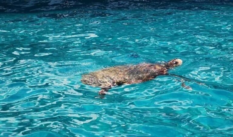 TURTLE BOAT TOUR - Real Experiences from Travelers