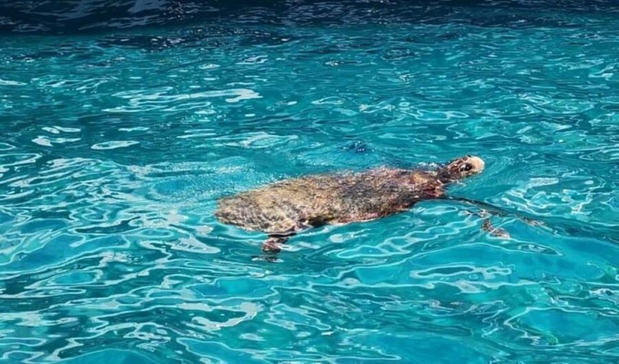TURTLE BOAT TOUR - Real Experiences from Travelers