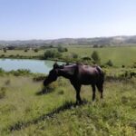 Tuscany: Horseback Riding Experience in Buonconvento - The Sum Up