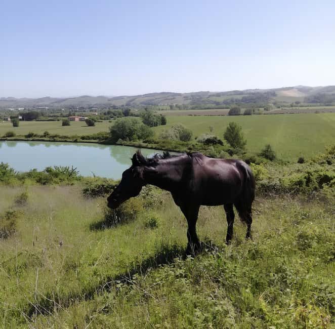 Tuscany: Horseback Riding Experience in Buonconvento - The Sum Up