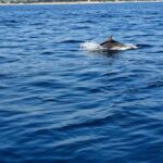Umag: Snorkeling & dolphin watching morning boat tour - The Value of This Experience