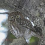 Ushuaia: Birding Tour in Tierra del Fuego National Park - Diverse Ecosystems and Habitats