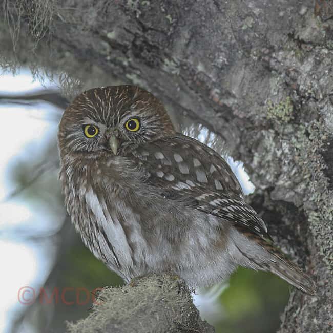 Ushuaia: Birding Tour in Tierra del Fuego National Park - Diverse Ecosystems and Habitats