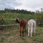 Vaihingen an der Enz: Guided alpaca hiking tour in idyllic countryside - The Sum Up