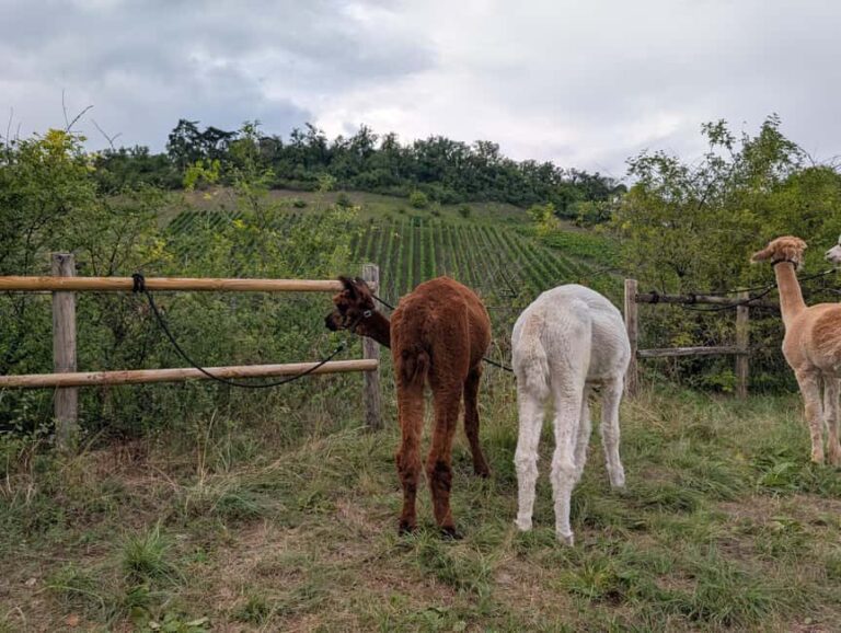 Vaihingen an der Enz: Guided alpaca hiking tour in idyllic countryside - The Sum Up