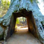 Vegas: Death Valley, Yosemite & San Francisco 4-Day Tour - Day 2: From the Sierra to Yosemite