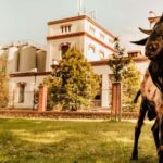 Velke Popovice: Kozel Brewery Tour with Beer Tasting - Analyzing the Value