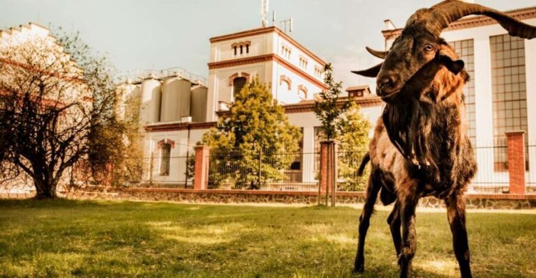 Velke Popovice: Kozel Brewery Tour with Beer Tasting - Analyzing the Value
