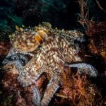Very First Scuba Dive Experience in the Ocean from Peniche - What You Can Expect from Your First Ocean Scuba Experience