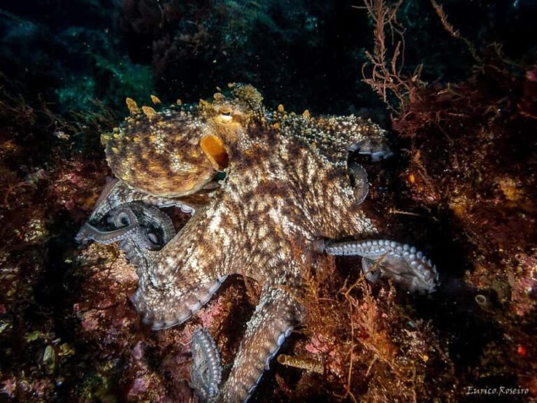 Very First Scuba Dive Experience in the Ocean from Peniche - What You Can Expect from Your First Ocean Scuba Experience