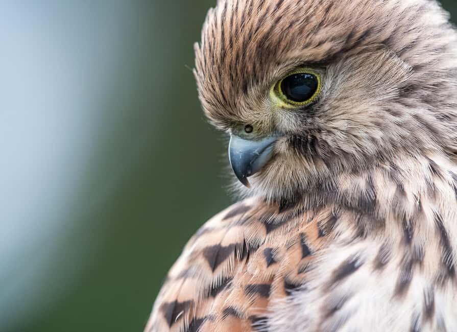 Vienna: Urban Birding  Guided bird watching tour in the big city! - Exploring the Day: What to Expect from the Tour