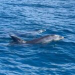 Vilamoura: Private boat Marine Wildlife Watching Safari - The Practical Side: What to Expect and Consider