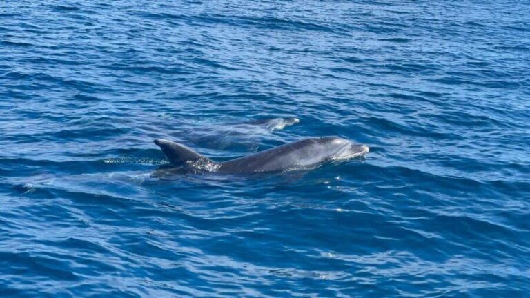 Vilamoura: Private boat Marine Wildlife Watching Safari - The Practical Side: What to Expect and Consider