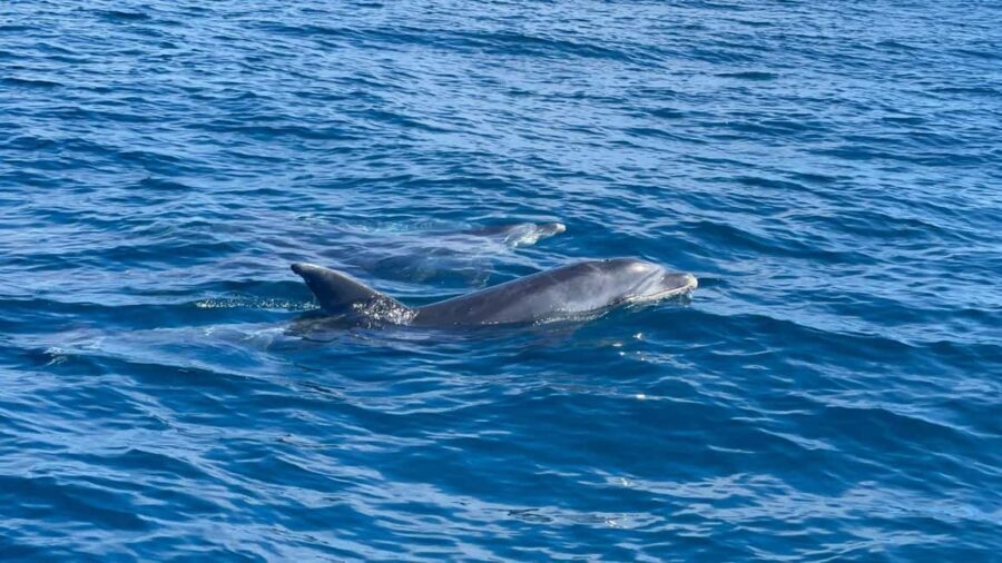 Vilamoura: Private boat Marine Wildlife Watching Safari - The Practical Side: What to Expect and Consider