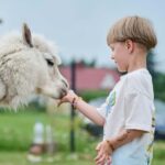 Vilnius-Trakai: Private Alpaca Farm Tour - Who Would Love This Tour?