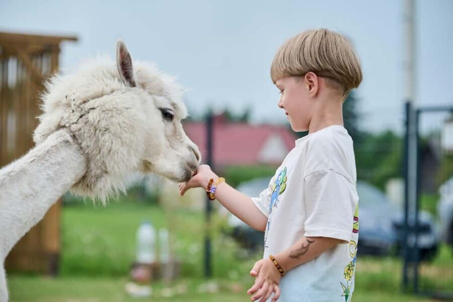 Vilnius-Trakai: Private Alpaca Farm Tour - Who Would Love This Tour?