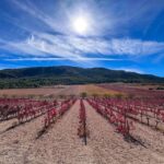 VIP Wine Experience | Costa Blancas Hidden Estates - Who Will Love This Tour?