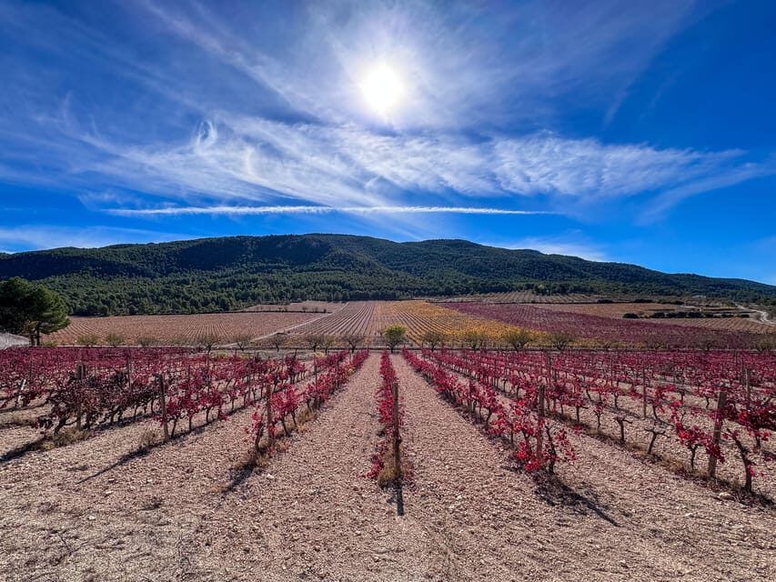 VIP Wine Experience | Costa Blancas Hidden Estates - Who Will Love This Tour?