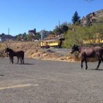 Virginia City Day Tour From Lake Tahoe - Who Will Enjoy This Tour?
