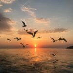 VRSAR: Night Boat Tour to Rovinj with Dolphin Watching - Frequently Asked Questions