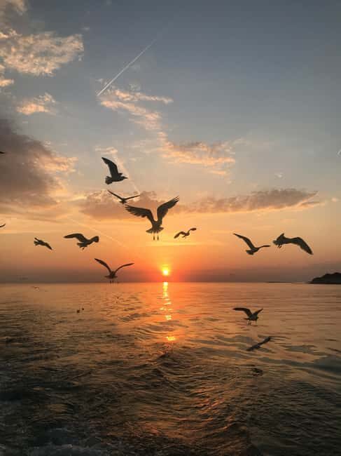 VRSAR: Night Boat Tour to Rovinj with Dolphin Watching - Frequently Asked Questions