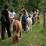 Walking with Alpacas in Turin: an experience of nature in the city - The Welcome and Introduction