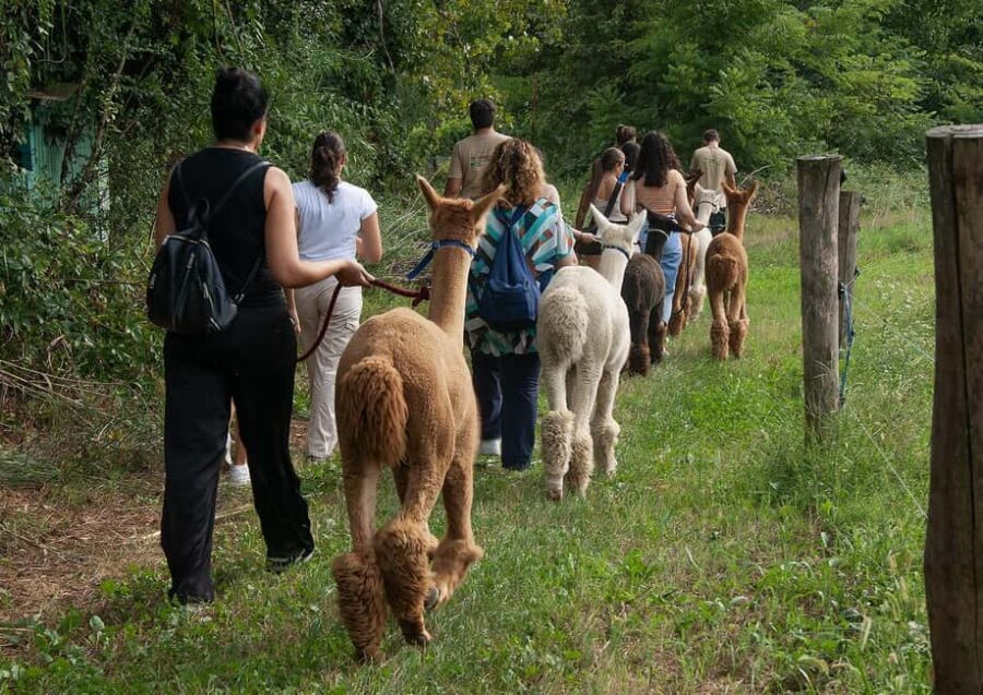 Walking with Alpacas in Turin: an experience of nature in the city - The Welcome and Introduction
