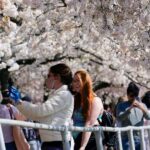 Washington DC: Cherry Blossom Walking Tour - Who Will Love This Tour?