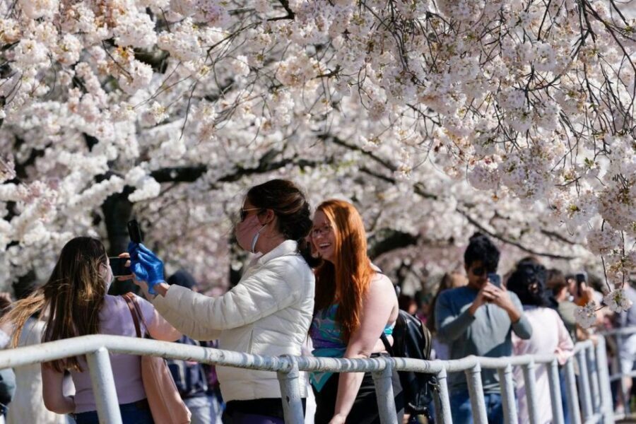 Washington DC: Cherry Blossom Walking Tour - Who Will Love This Tour?