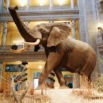 Washington DC: National Museum of Natural History Tour - Who Would Love This Tour?