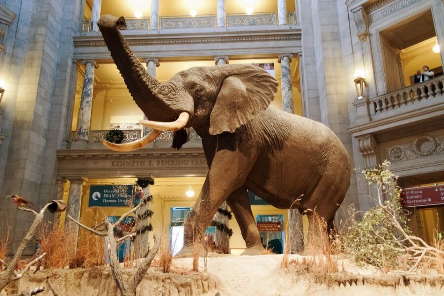 Washington DC: National Museum of Natural History Tour - Who Would Love This Tour?