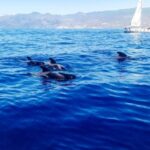 Whale and Dolphin Watching Sailing Tour  Los Gigantes (3H) - What Travelers Are Saying