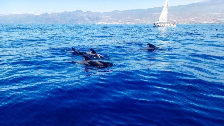 Whale and Dolphin Watching Sailing Tour  Los Gigantes (3H) - What Travelers Are Saying