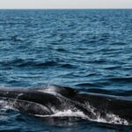 Whale watching - Final Thoughts: Is It Worth Your Time and Money?