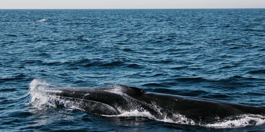 Whale watching - Final Thoughts: Is It Worth Your Time and Money?