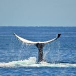 Whale Watching Busselton - Listen and Learn