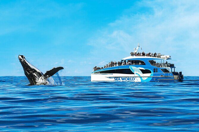 Whale Watching by Sea World Cruises - Authentic Experiences and Real Passenger Insights